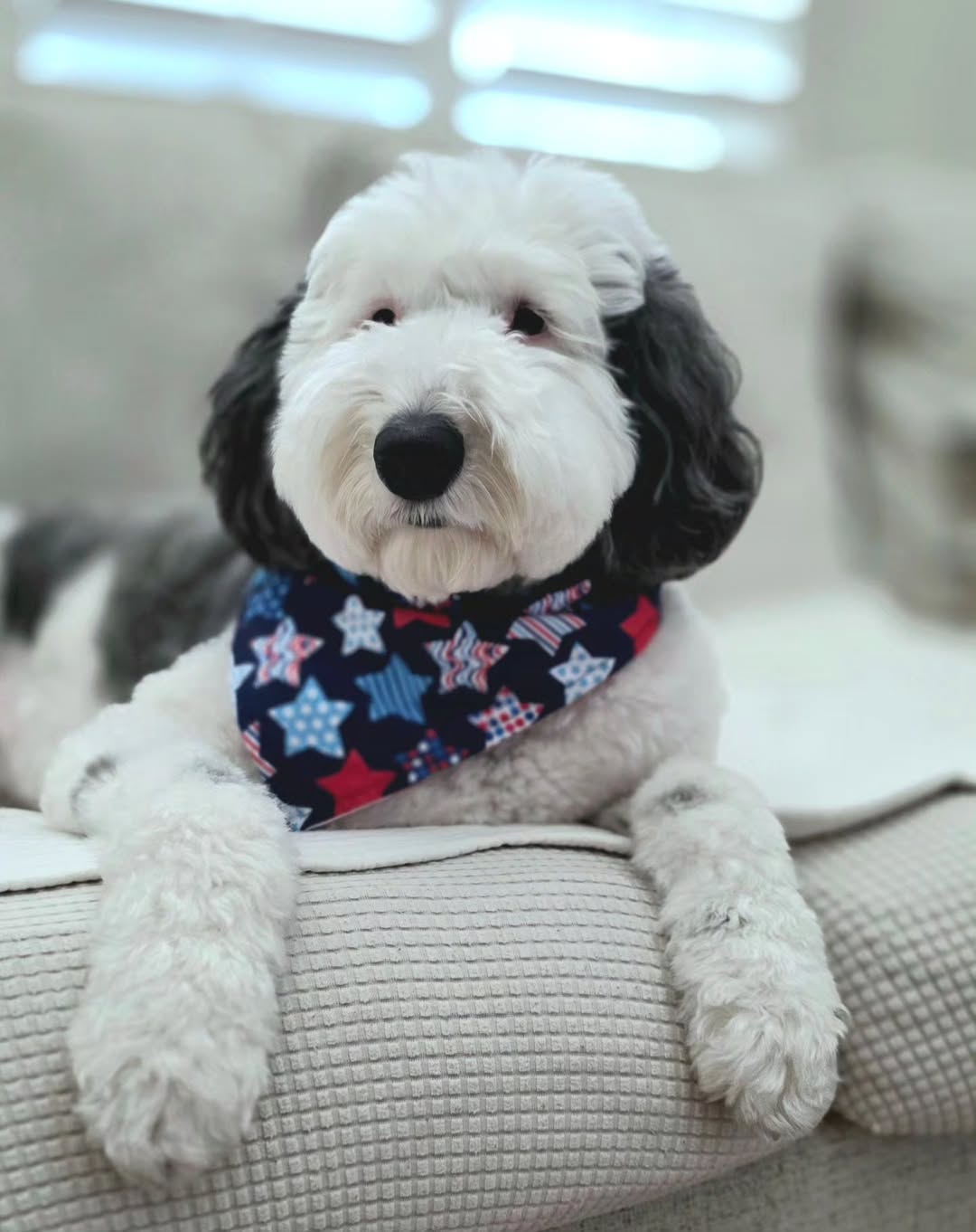 史努比本尊現身！這隻狗狗根本直接從漫畫走出來萌翻 45 萬網友 - COOL-STYLE 潮流生活網